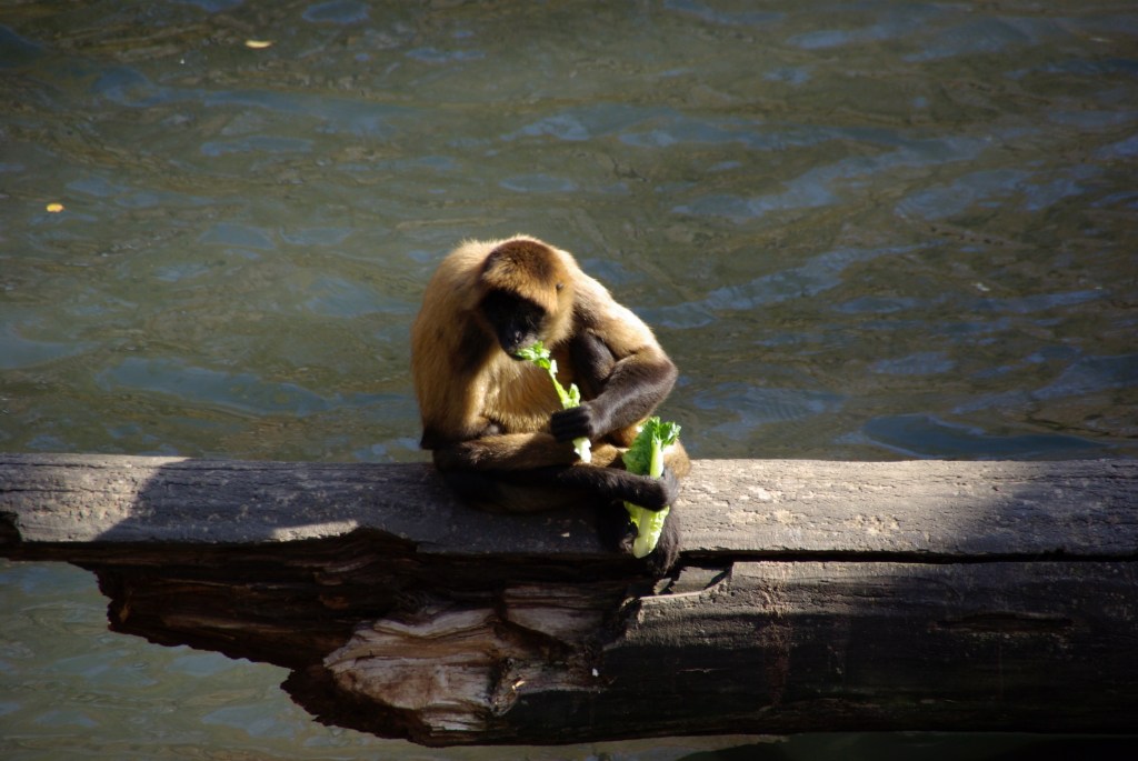 The Rafting Monkey – Meanders of a paleomammalogist in South America