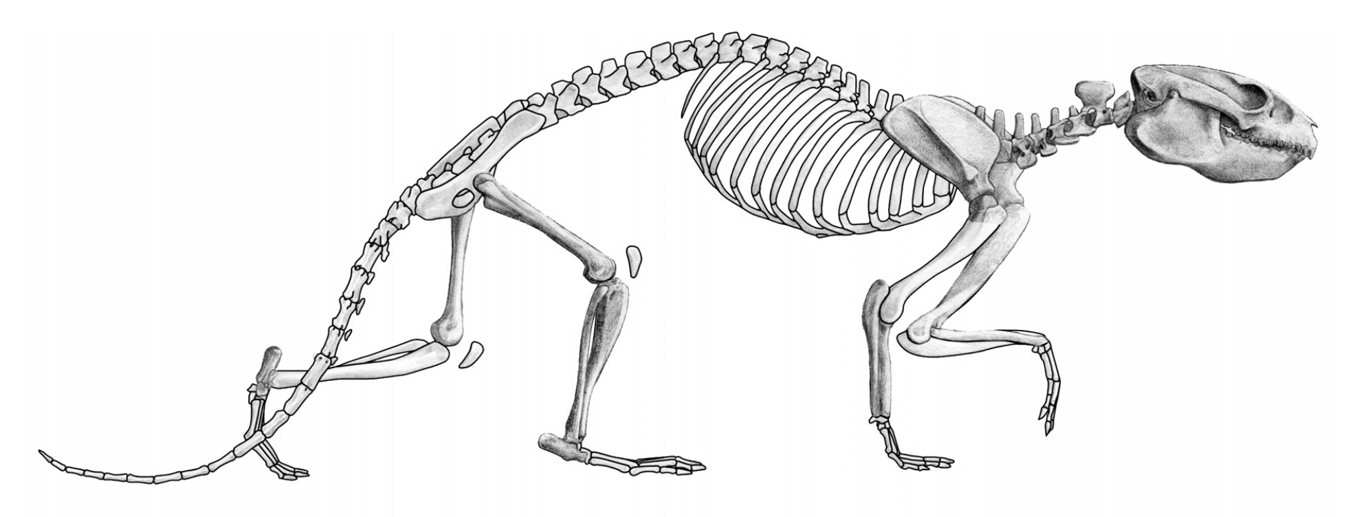 The Original Southern Ape – The Rafting Monkey