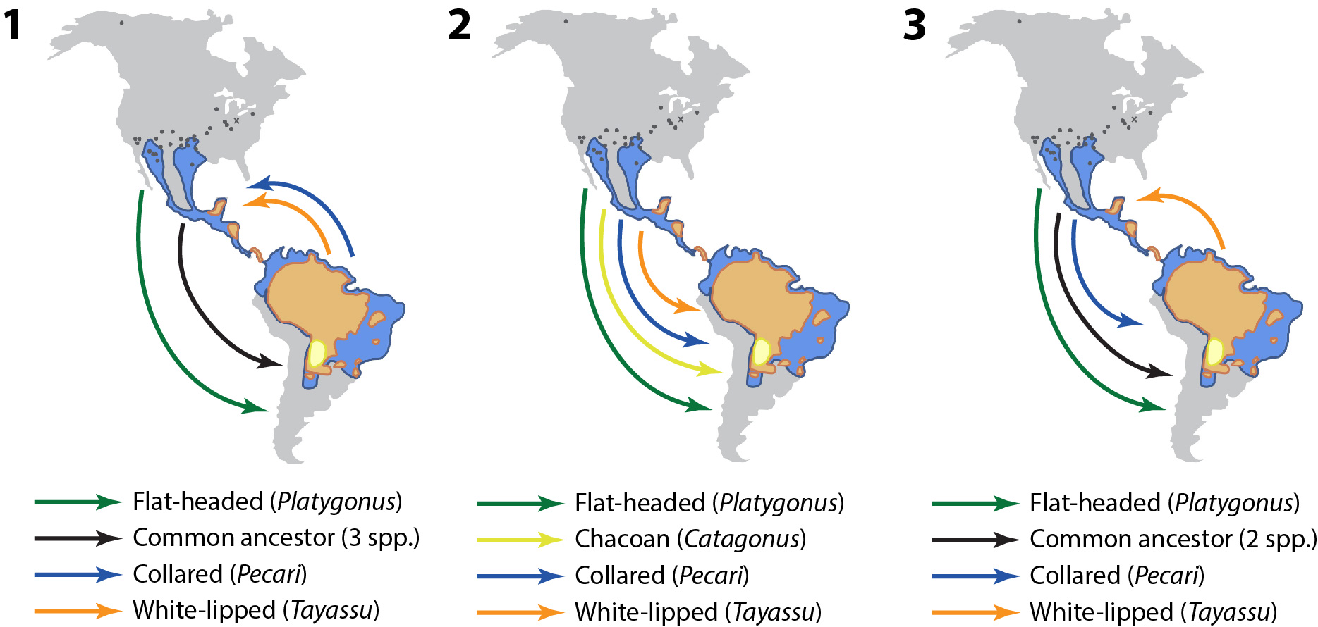There and Back Again: A Peccary’s Tale – The Rafting Monkey