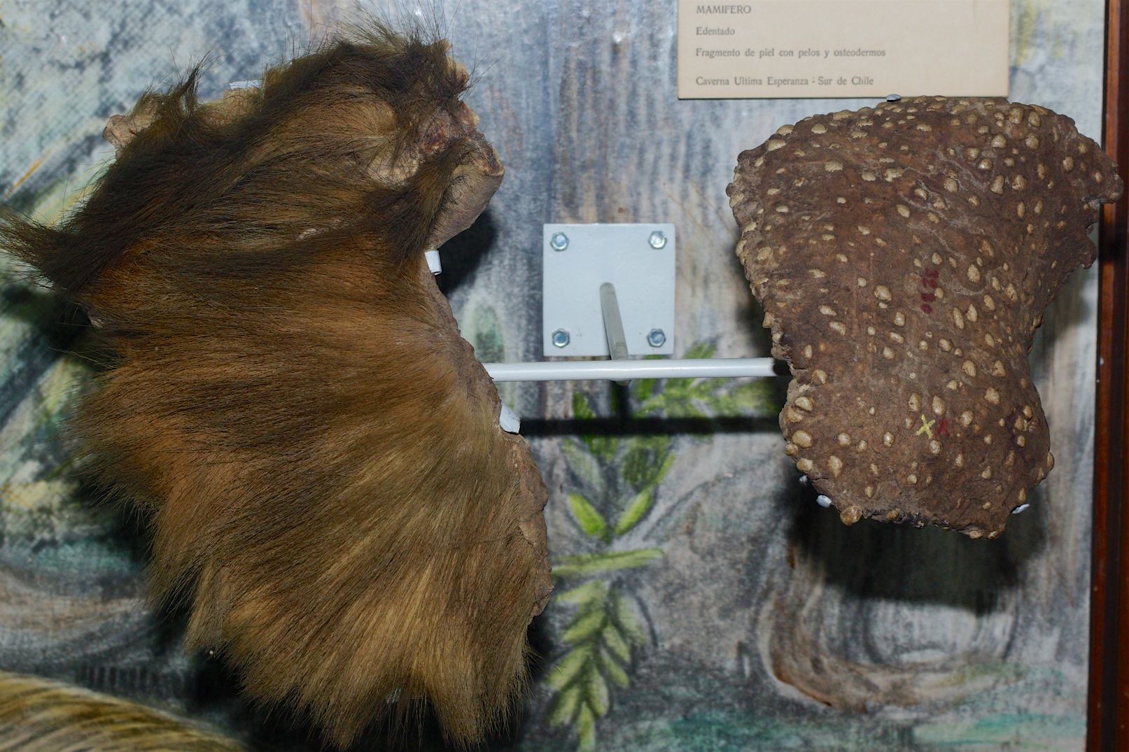 Sloth bones that are only skin deep – The Rafting Monkey