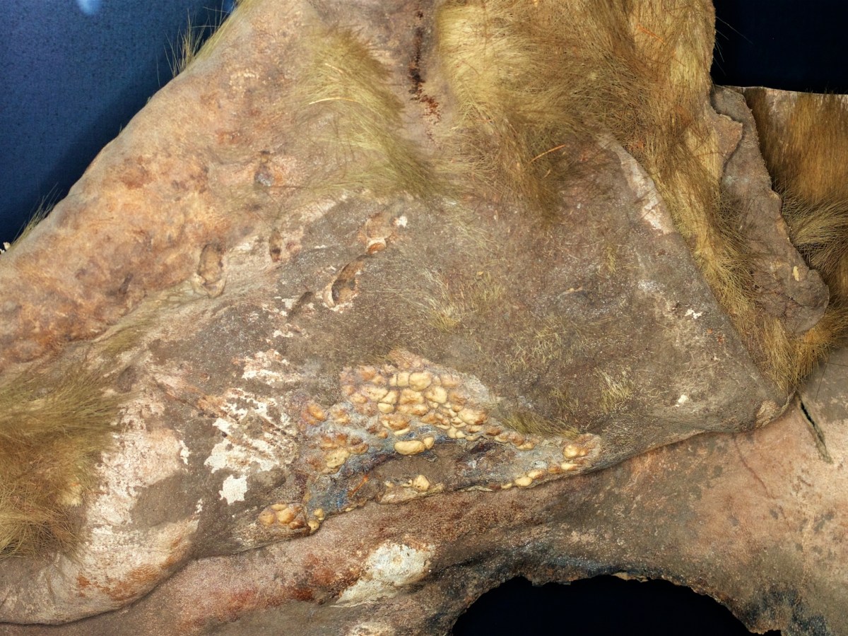 Sloth bones that are only skin deep – The Rafting Monkey