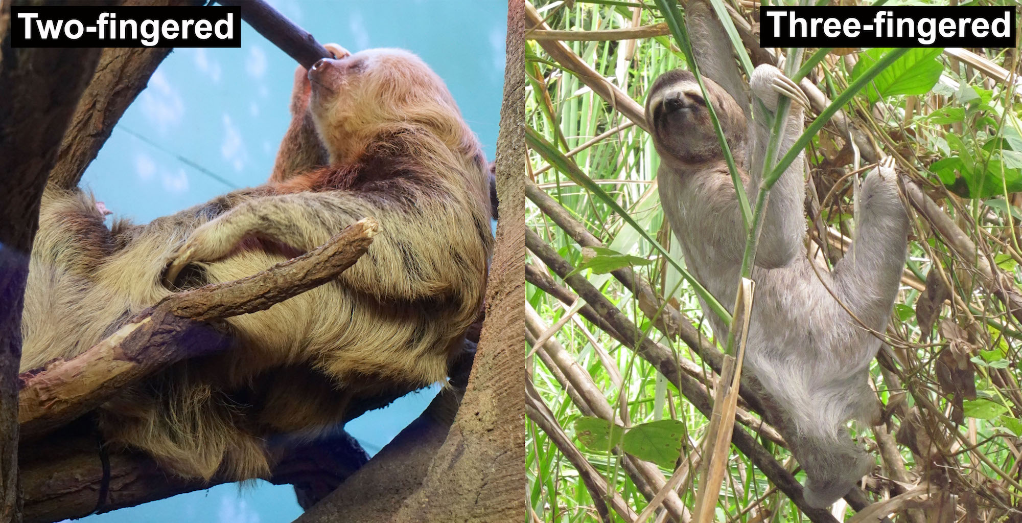 Delving into Sloth Dentitions with Development – The Rafting Monkey