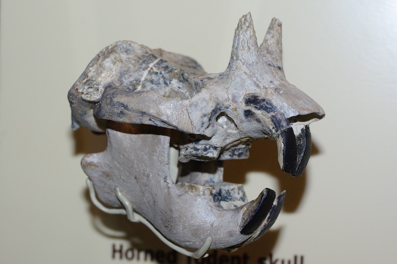 More than just horns – The Rafting Monkey